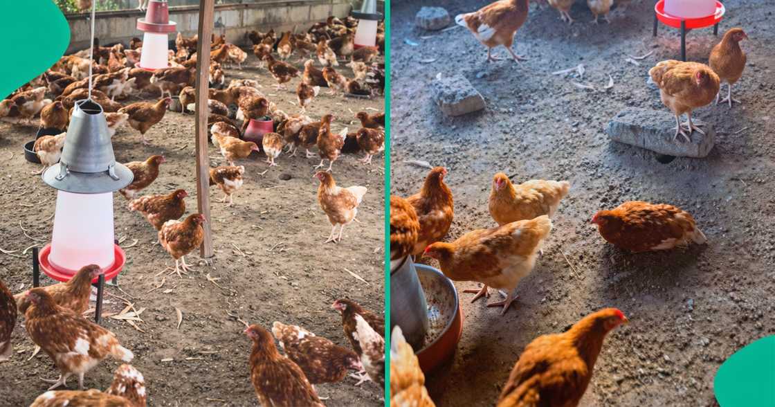 Man Who Emptied His Savings to Start Layers Chicken Farming Regrets ...