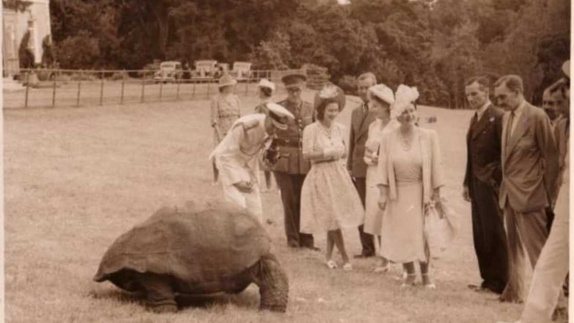 It Is Presently Blind: Meet World’s Oldest Living Tortoise Jonathan ...