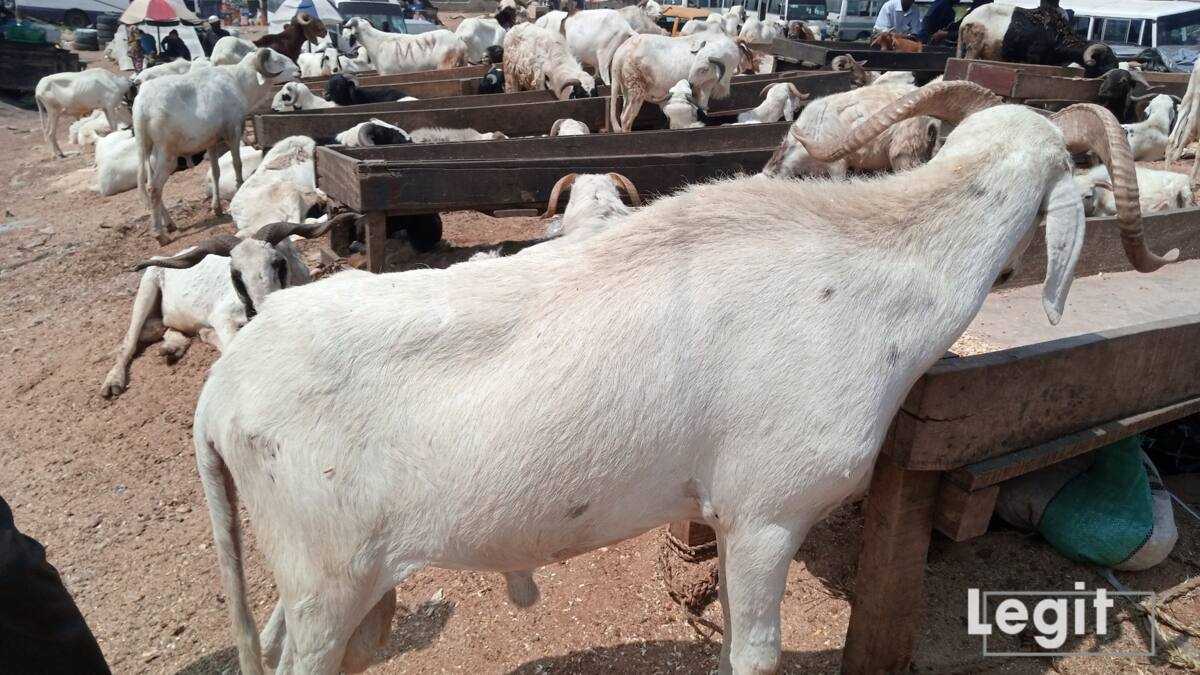 Eid-El-Kabir: Where to Buy Ram at Affordable Market Prices Across ...