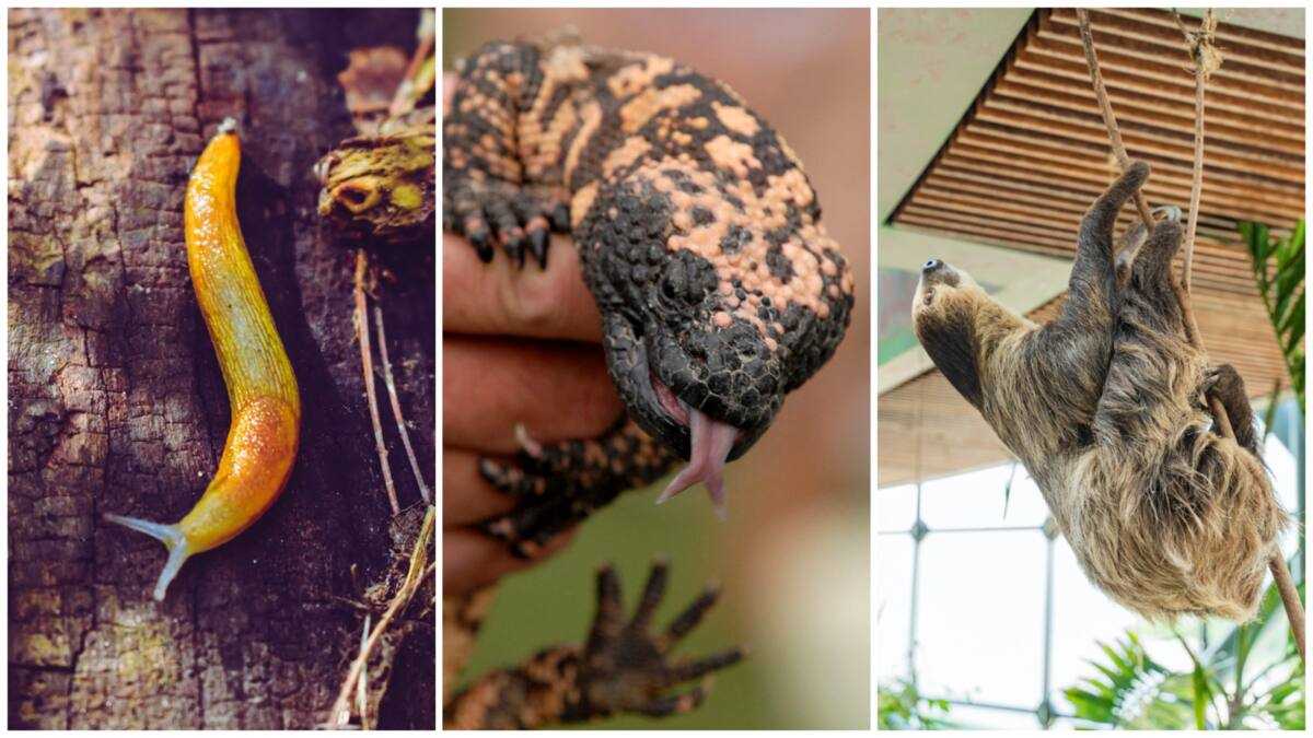 Slowest animal in the world: 10 of the most unhurried creatures - Legit.ng