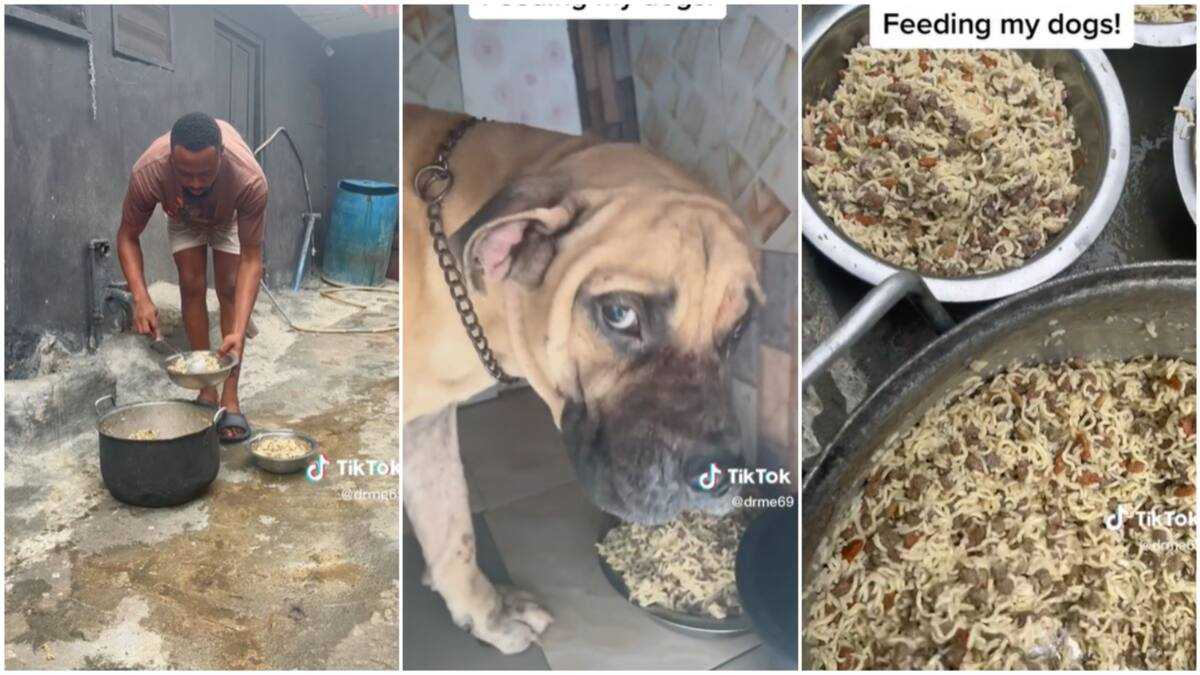 “They Are Enjoying Pass Me”: Nigerian Man Serves His Dogs Noodles ...