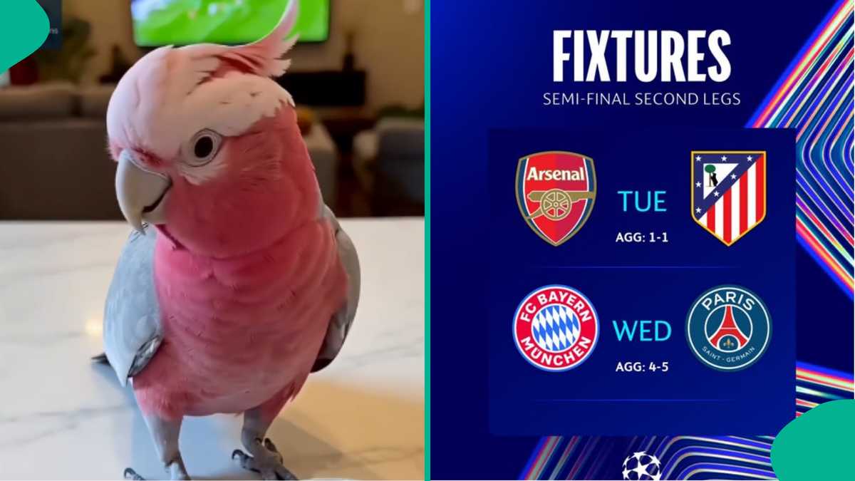 UCL Semi-Finals 2026: Parrot Predicts Winner in Arsenal vs Atletico ...