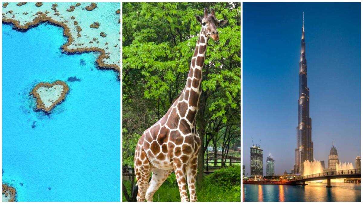 What is the biggest thing in the world? Largest items on earth - Legit.ng