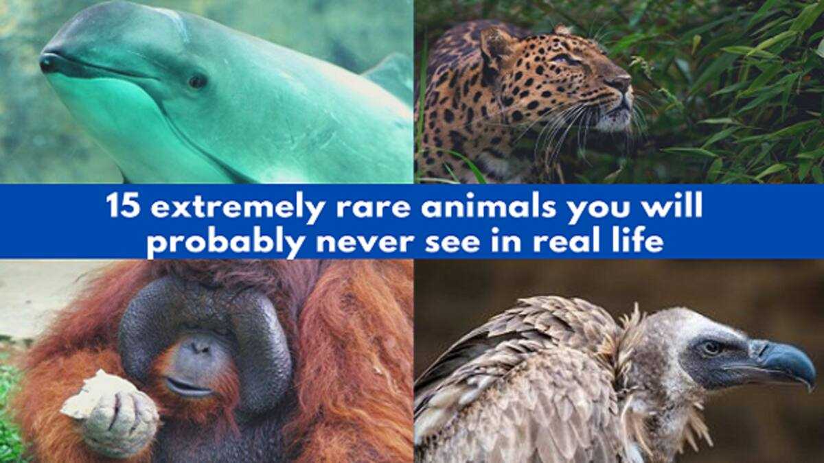 15 extremely rare animals you will probably never see in real life ...