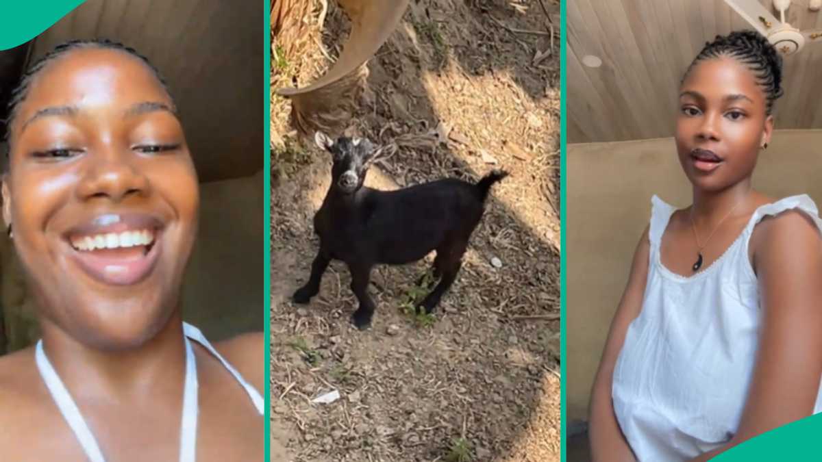 Nigerian Lady Cries like Goat, another Goat Stops to Look at Her ...