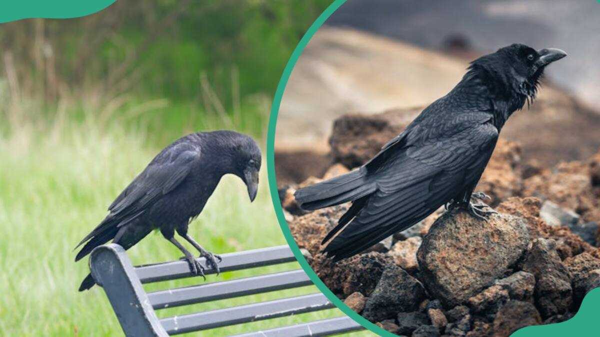 Raven vs Crow: what's the difference, and how do you tell them apart? - Legit.ng