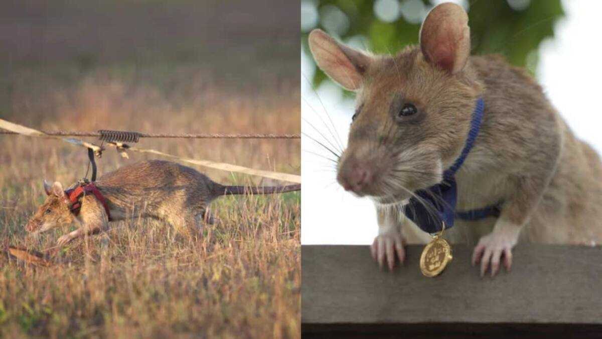 Heroic Rat that Received Gold Medal for Detecting Explosives Retires ...