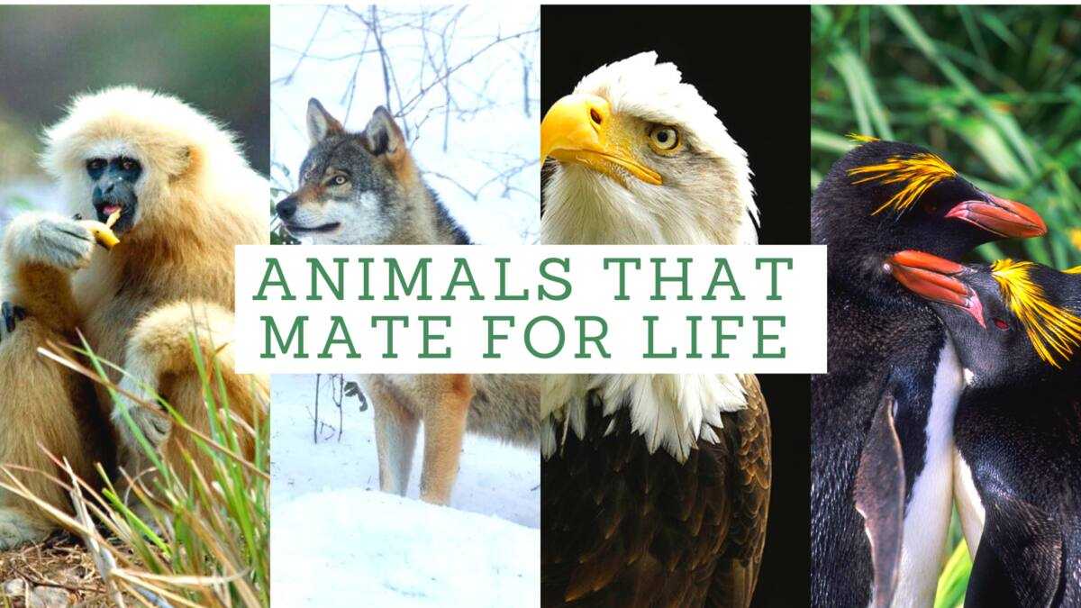 These 15 animals that mate for life will melt your ice-cold heart ...
