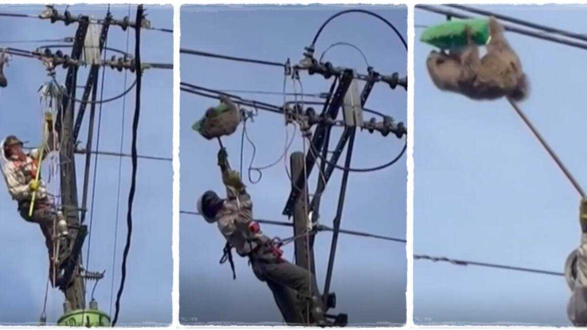 Touching Moment Maintainance Workers Saved the Life of a Sloth That Got ...