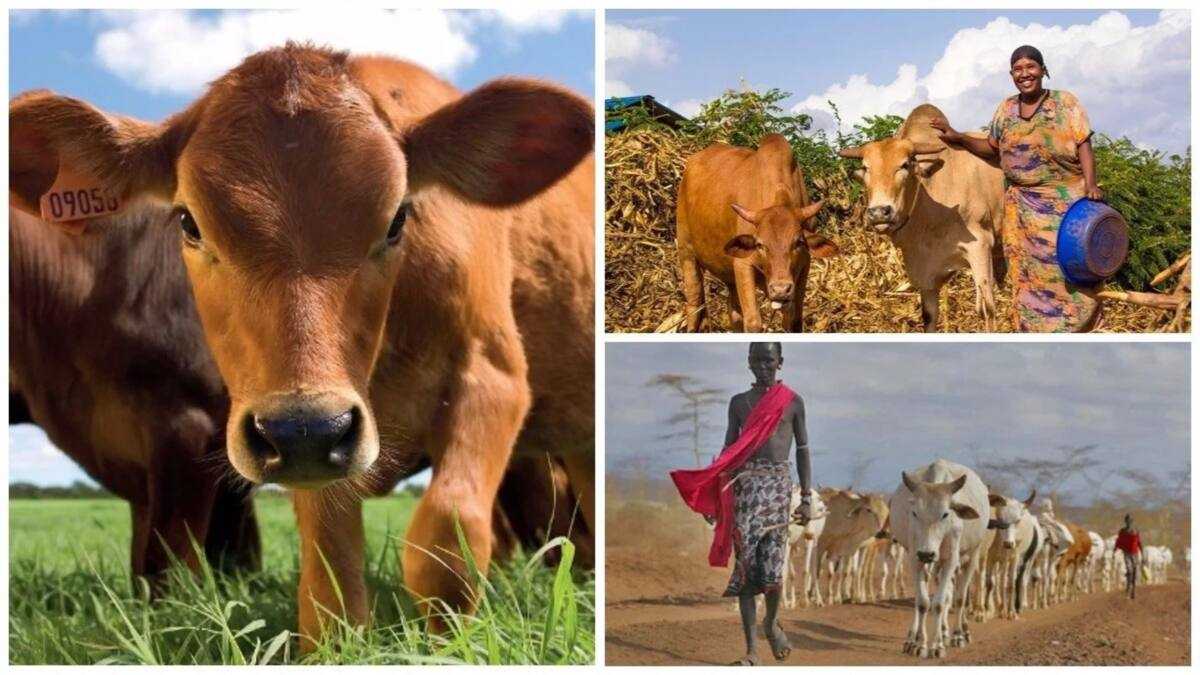 Advantages and disadvantages of pastoral farming explained - Legit.ng