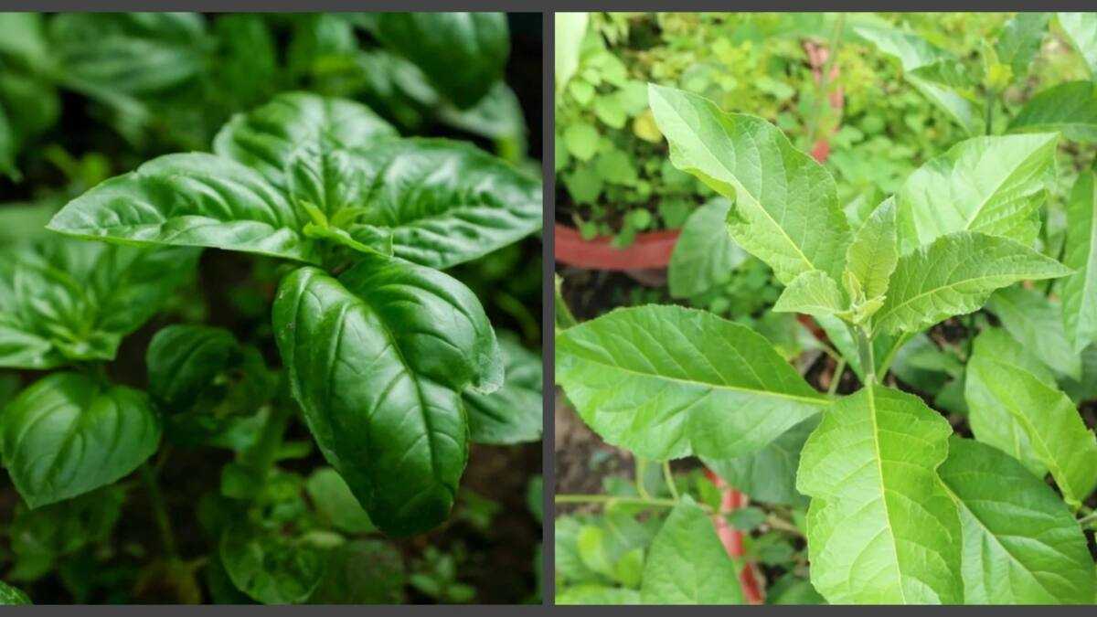 15 benefits of bitter leaf and scent leaf: are they natural remedies ...
