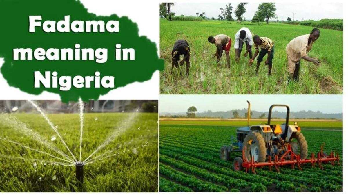 What is the full meaning of Fadama in Nigeria - Legit.ng