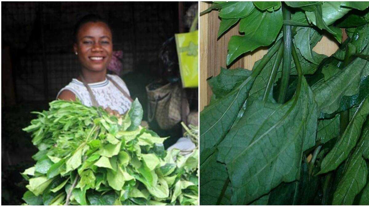Health benefits of ugu leaves - Legit.ng