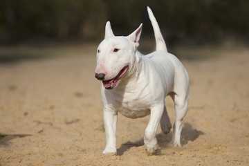 14 best white dog breeds: The most adorable white-coated pups - Legit.ng