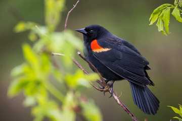 30 fascinating red animals that you need to know about - Legit.ng