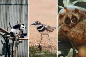 10 dumbest animals on earth that will make anyone feel smart - Legit.ng