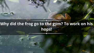 200+ toad-ally hilarious frog puns that will leap into your heart ...