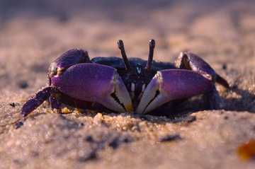 40 striking purple animals: Explore the lavender legends in nature ...