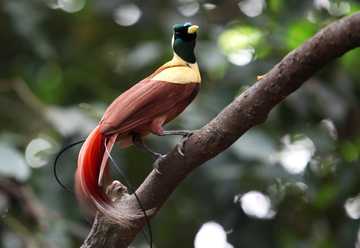What is the cleanest animal in the world? Top 10 contenders - Legit.ng