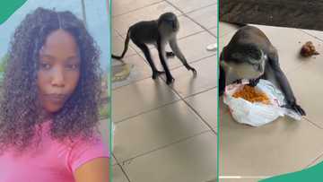 Monkeys Steal Nigerian Lady's Jollof Rice and Chicken At Lekki ...