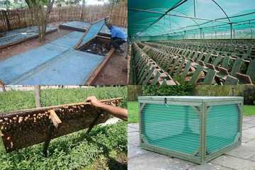 Snail farming for beginners in Nigeria made easy: a helpful guide ...