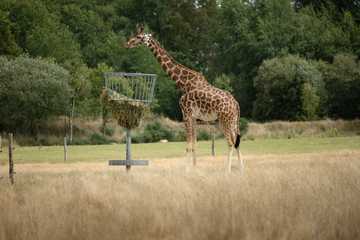 What is the biggest thing in the world? Largest items on earth - Legit.ng