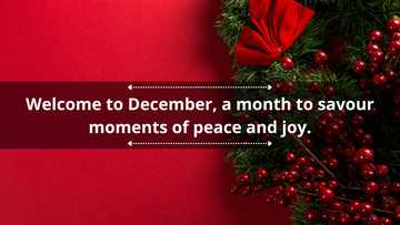 100 December quotes to inspire joy, reflection and holiday cheer - Legit.ng