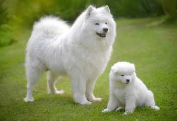 14 best white dog breeds: The most adorable white-coated pups - Legit.ng