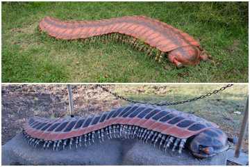 Scary animals: 20 creepy creatures from your worst nightmares - Legit.ng