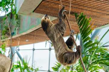 10 dumbest animals on earth that will make anyone feel smart - Legit.ng