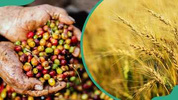 A list of cash crops in Nigeria and where they are produced - Legit.ng