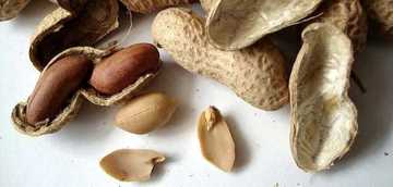 Difference between peanut and groundnut - Legit.ng