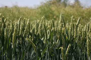 Ley farming advantages and disadvantages - Legit.ng