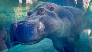 9 animals that live in water: pictures, examples, and more - Legit.ng