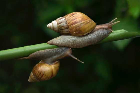 Snail farming for beginners in Nigeria made easy: a helpful guide ...