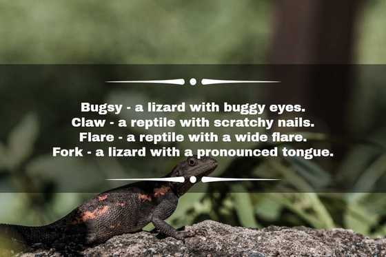 250+ cool and famous dragon names, their meanings and origin - Legit.ng