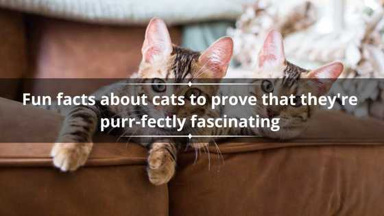 40 fun facts about cats to prove that they're purr-fectly fascinating ...