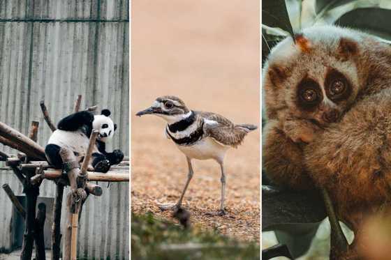 10 dumbest animals on earth that will make anyone feel smart - Legit.ng