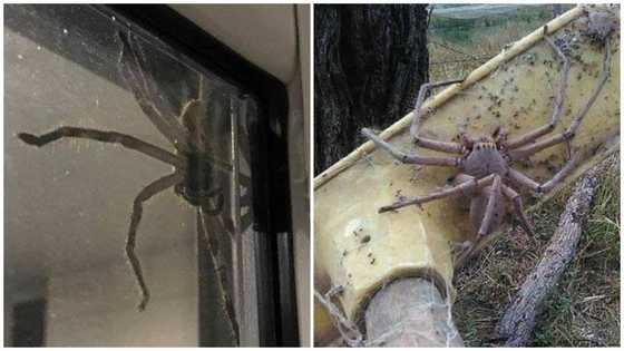Scary animals: 20 creepy creatures from your worst nightmares - Legit.ng
