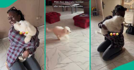 Nigerian Lady Reunites her Dog after 8 Months, People Say They're Cute ...