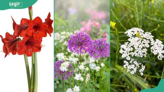25 best flowers that start with A and their significance - Legit.ng