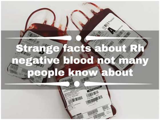 Strange facts about Rh negative blood not many people know about - Legit.ng