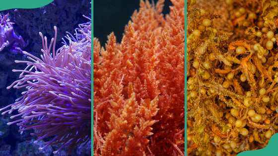 10 fascinating sea plants and interesting facts about them - Legit.ng