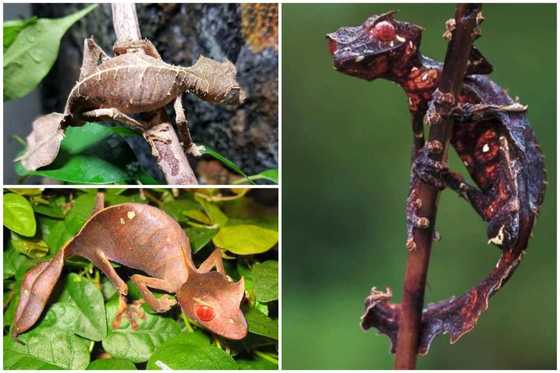 Scary animals: 20 creepy creatures from your worst nightmares - Legit.ng