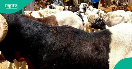 Ragunan Layya Sun Yi Tashin Gwauron Zabi Ana Shirin Babbar Sallah a ...
