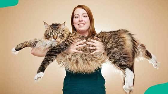 What's the world record largest Maine coon cat? 8 biggest domestic ...