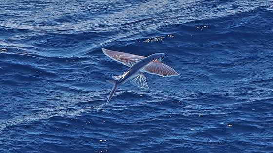 What is the fastest animal in water? Top 10 quickest and their speeds ...