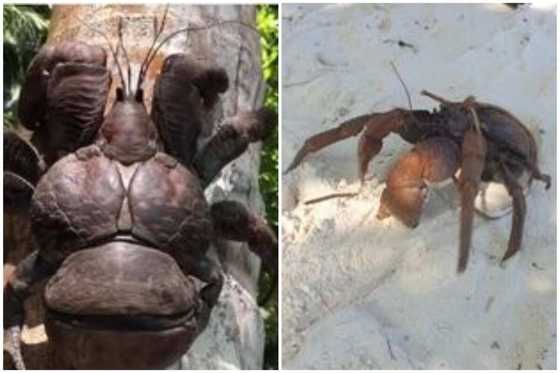 Scary animals: 20 creepy creatures from your worst nightmares - Legit.ng