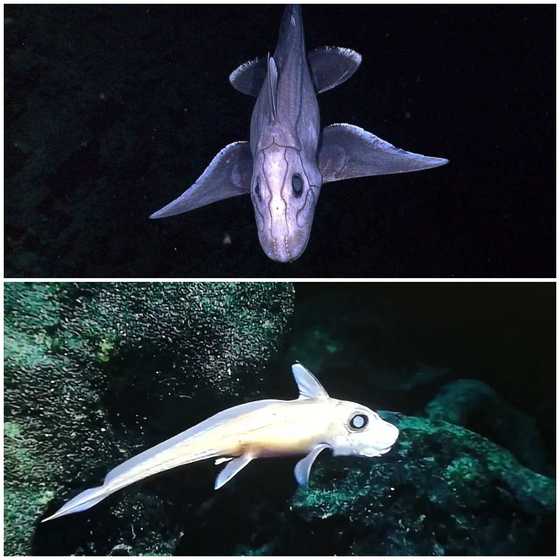 Scary animals: 20 creepy creatures from your worst nightmares - Legit.ng