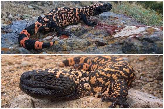 Scary animals: 20 creepy creatures from your worst nightmares - Legit.ng